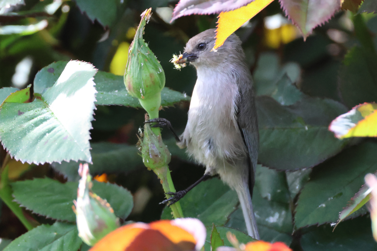 The Birds and the Bees – A Cup of Brouhaha