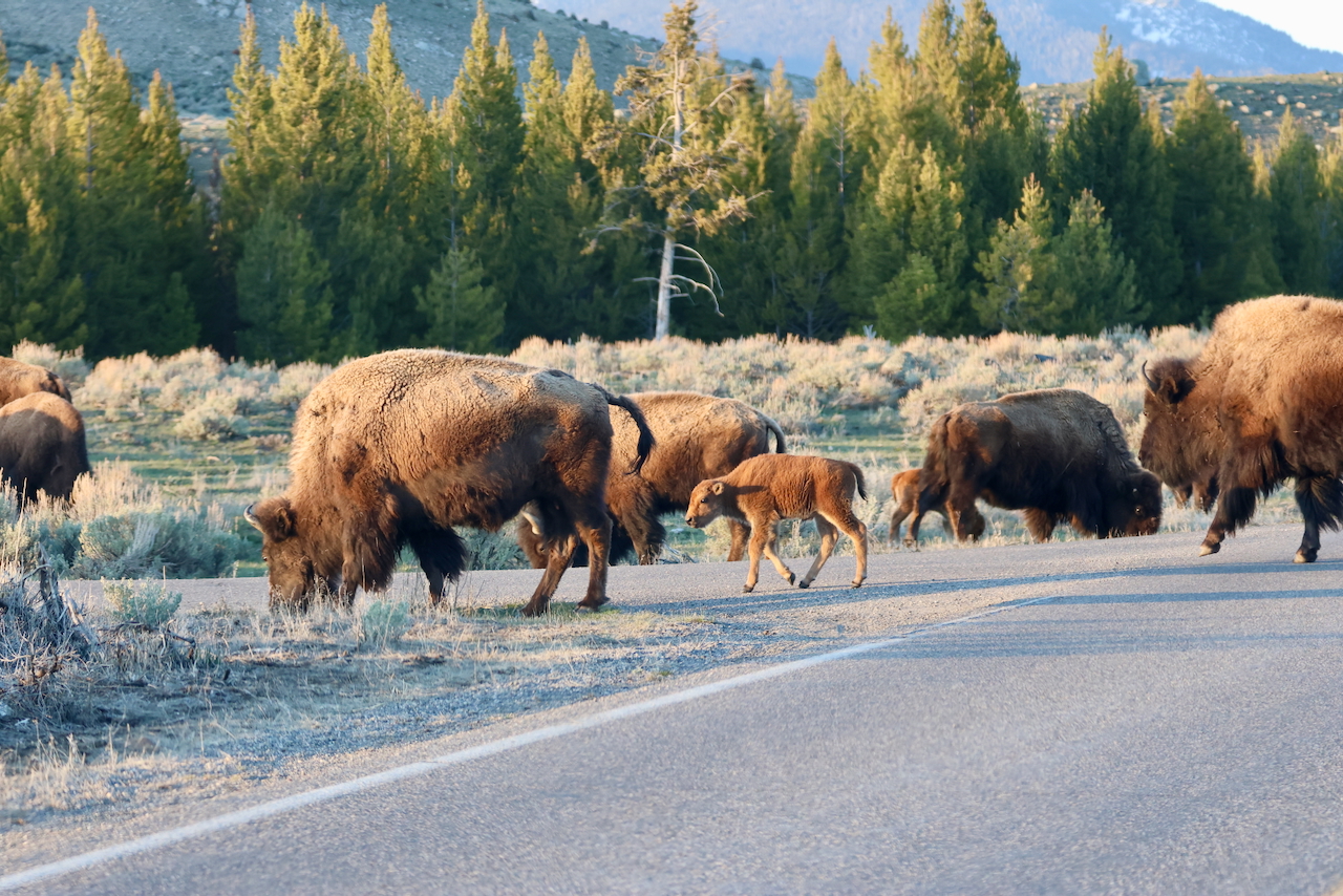 Yellowstone 2025 May 2 – A Cup of Brouhaha